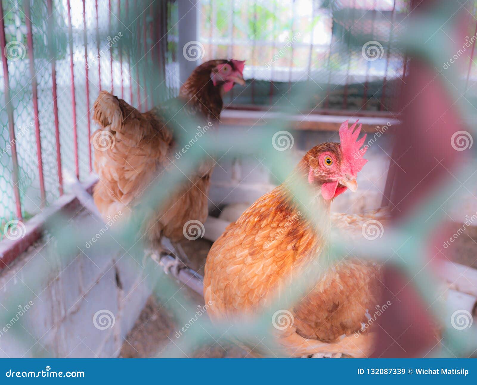 Brown Chicken Eggs Sneak Peak Stock Image - Image of farmyard, farm ...