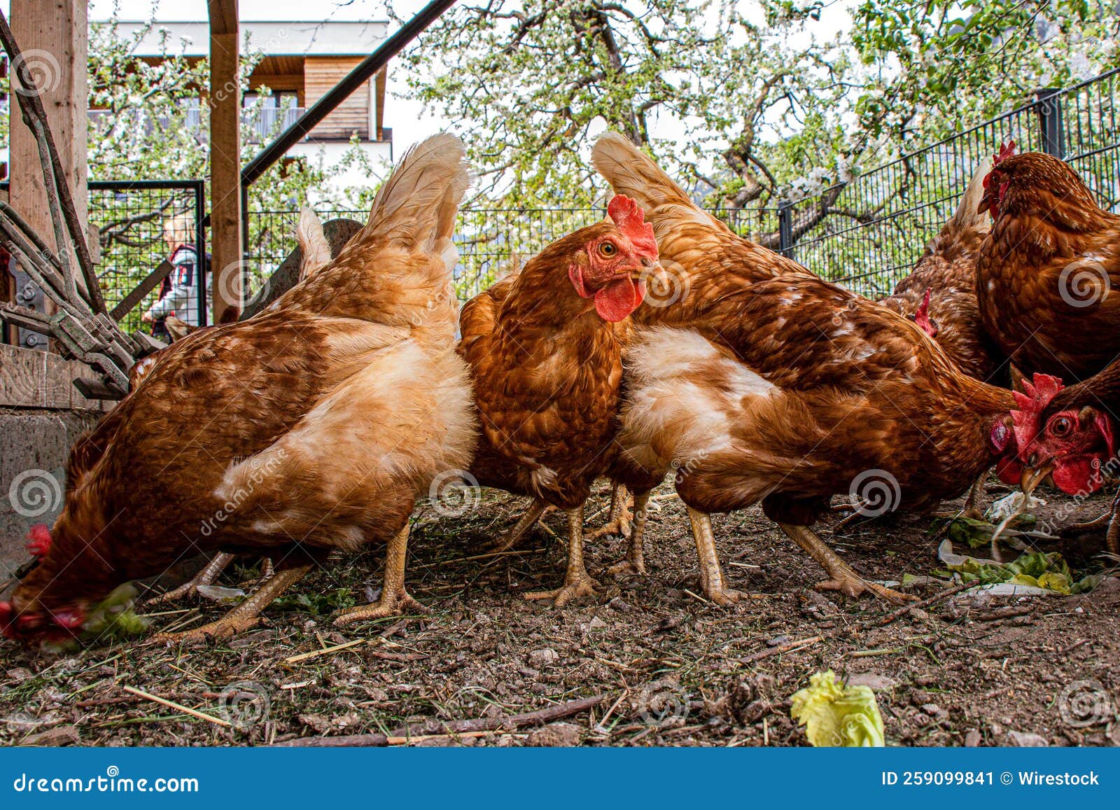 Brown chicken in the farm stock image. Image of poultry - 259099841