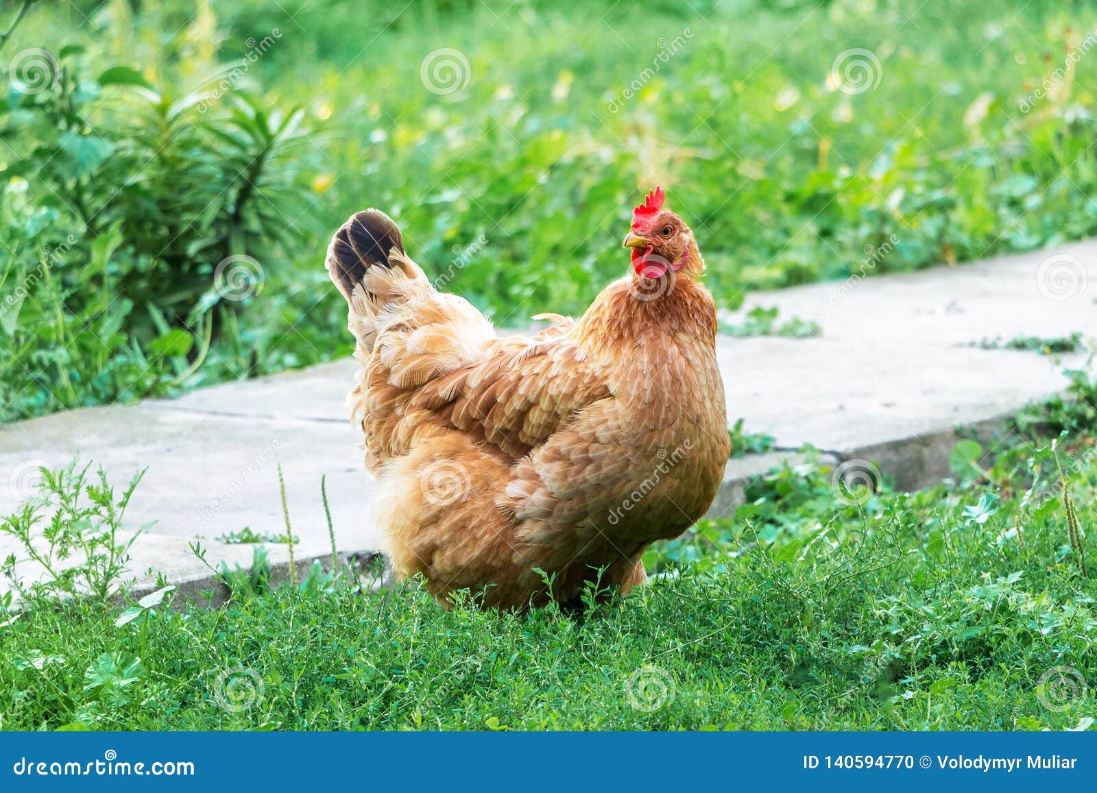 Brown Chicken on a Farm in Green Grass. Cultivation of Poultry_ Stock ...