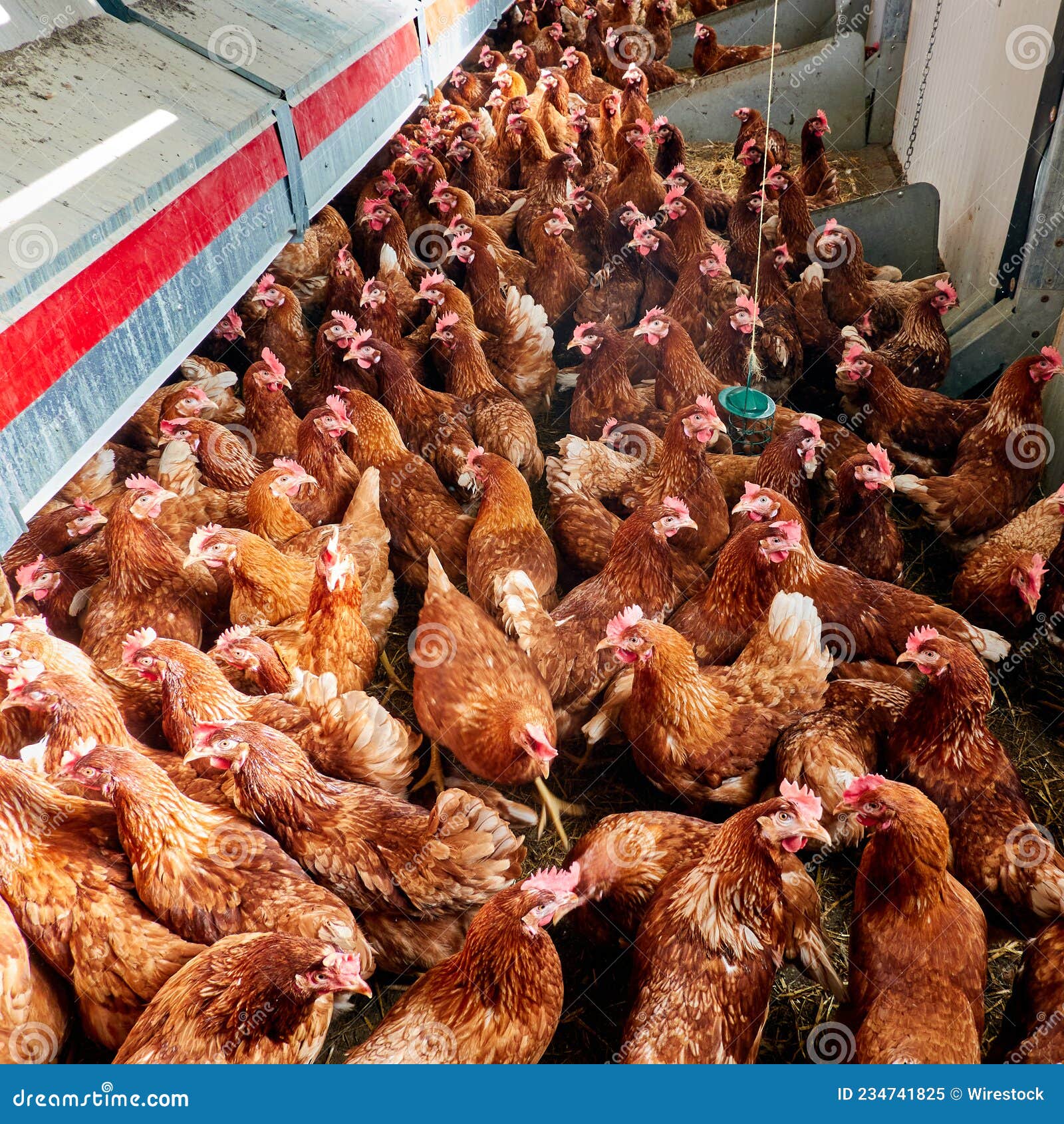 Brown Chicken on the Farm Next To a Machine Stock Image - Image of farm ...