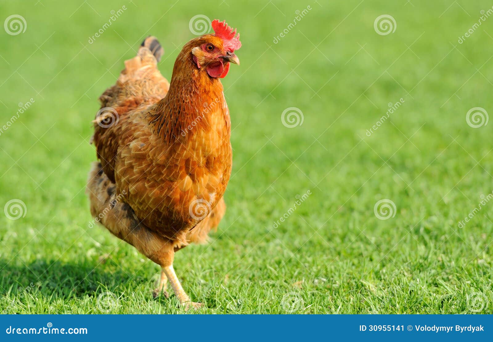 Brown chicken stock image. Image of cockerel, field, feathers - 30955141