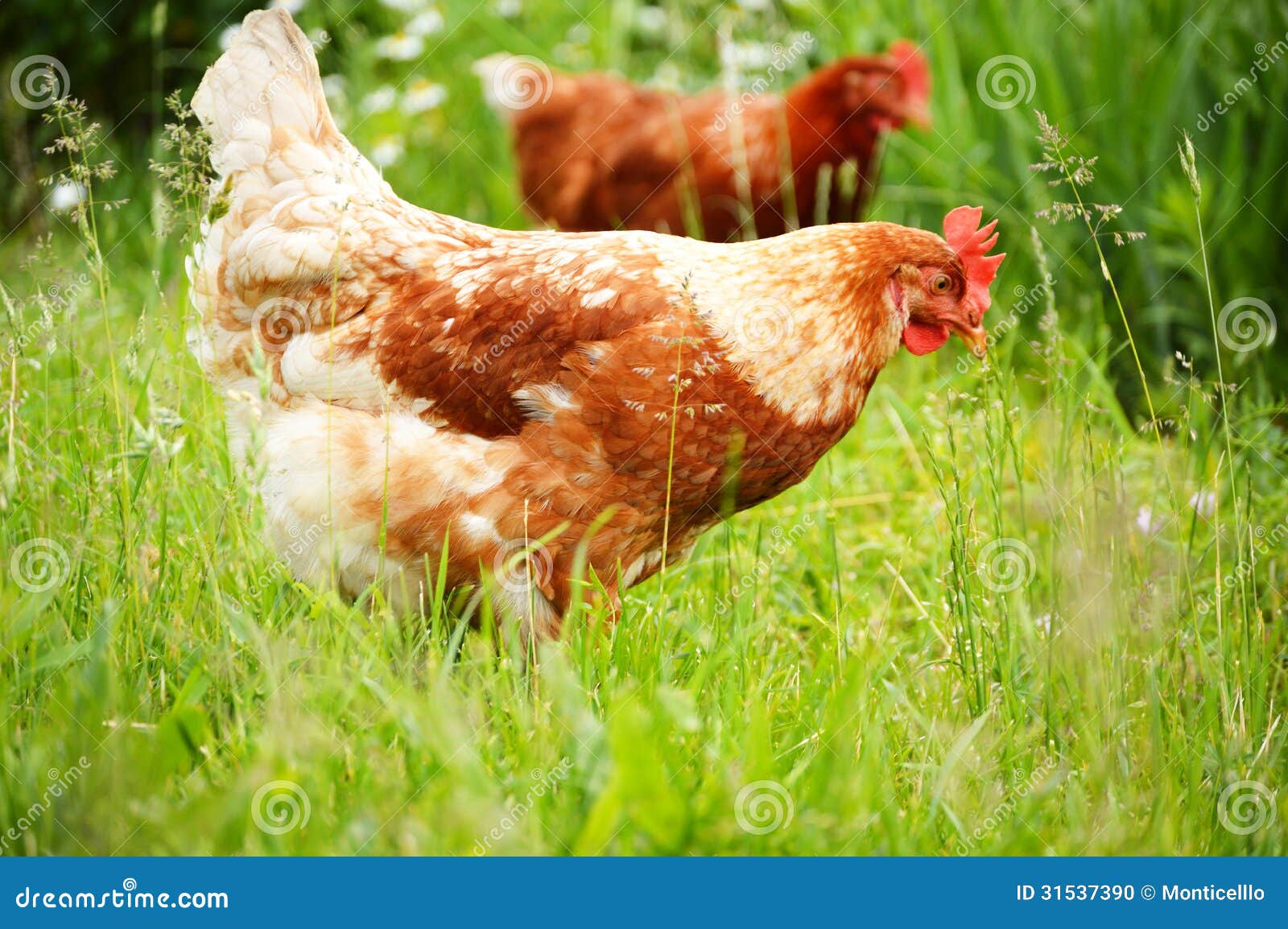 Brown chicken in grass stock photo. Image of farming - 31537390