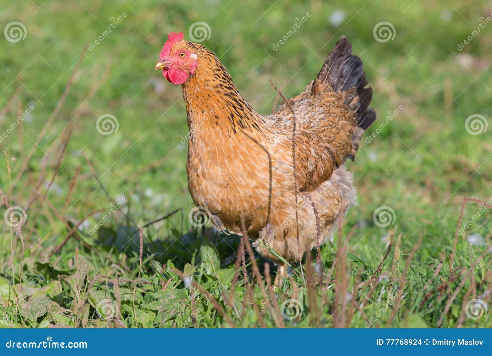 Brown chicken in the grass stock photo. Image of portrait - 77768924
