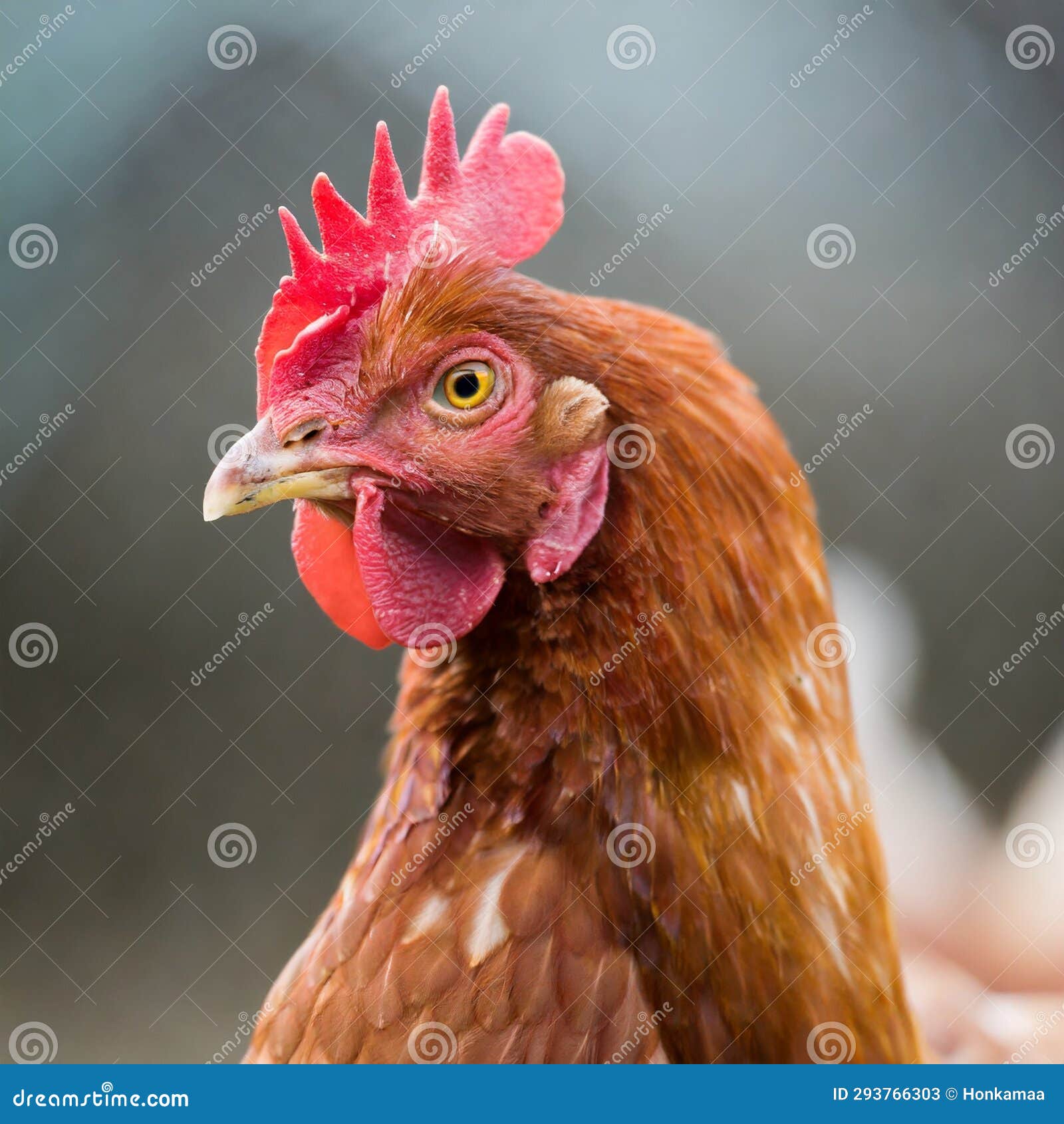 Brown chicken hen stock illustration. Illustration of chicken - 293766303