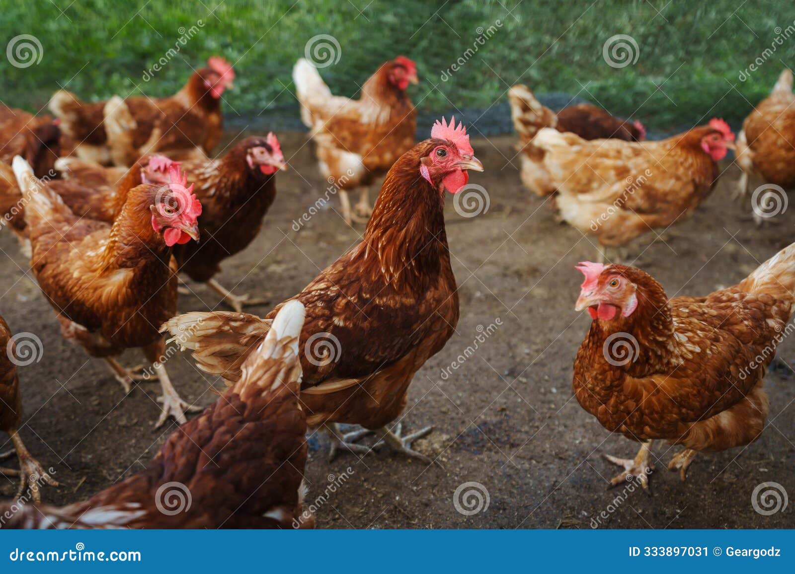 Brown Chicken or Hen Lay Eggs in Rural Farm Stock Image - Image of ...