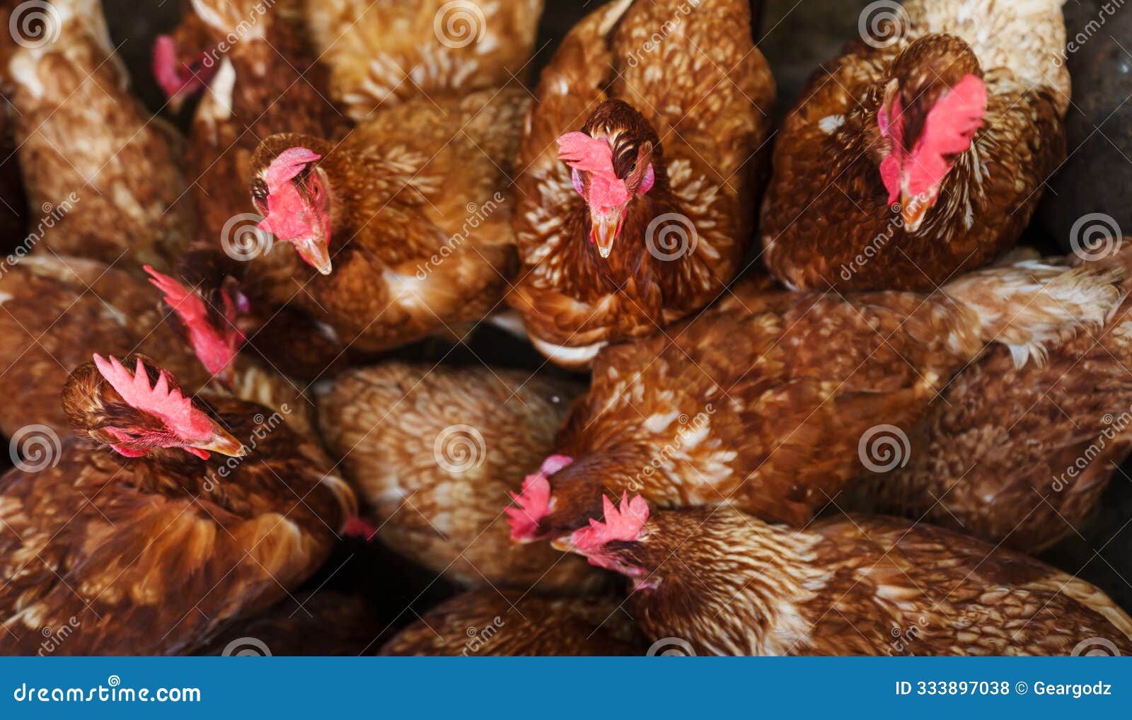 Brown Chicken or Hen Lay Eggs in Rural Farm Stock Photo - Image of farm ...