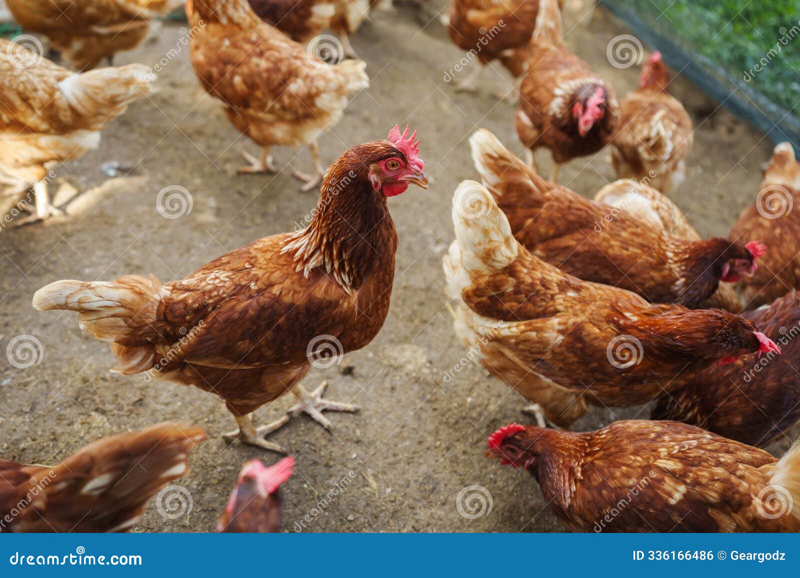 Brown Chicken or Hen Lay Eggs in Rural Farm Stock Photo - Image of ...