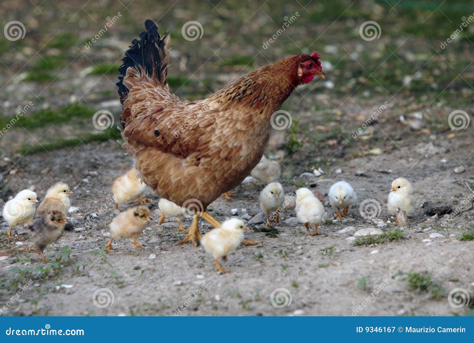 Brown Chicken with Little Chicks Stock Image - Image of grass, organic ...