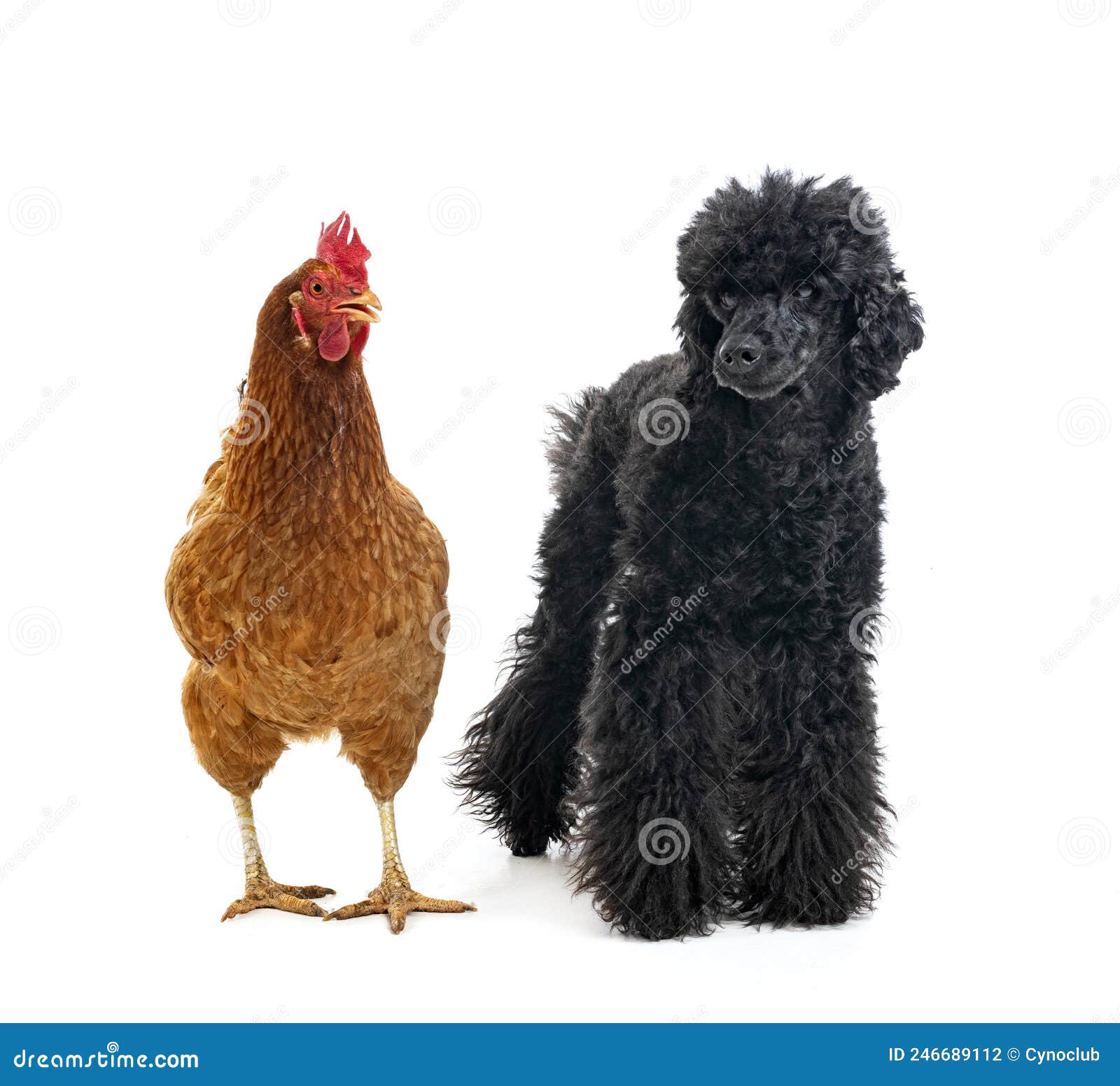 Brown Chicken and Poodle in Studio Stock Photo - Image of animal ...