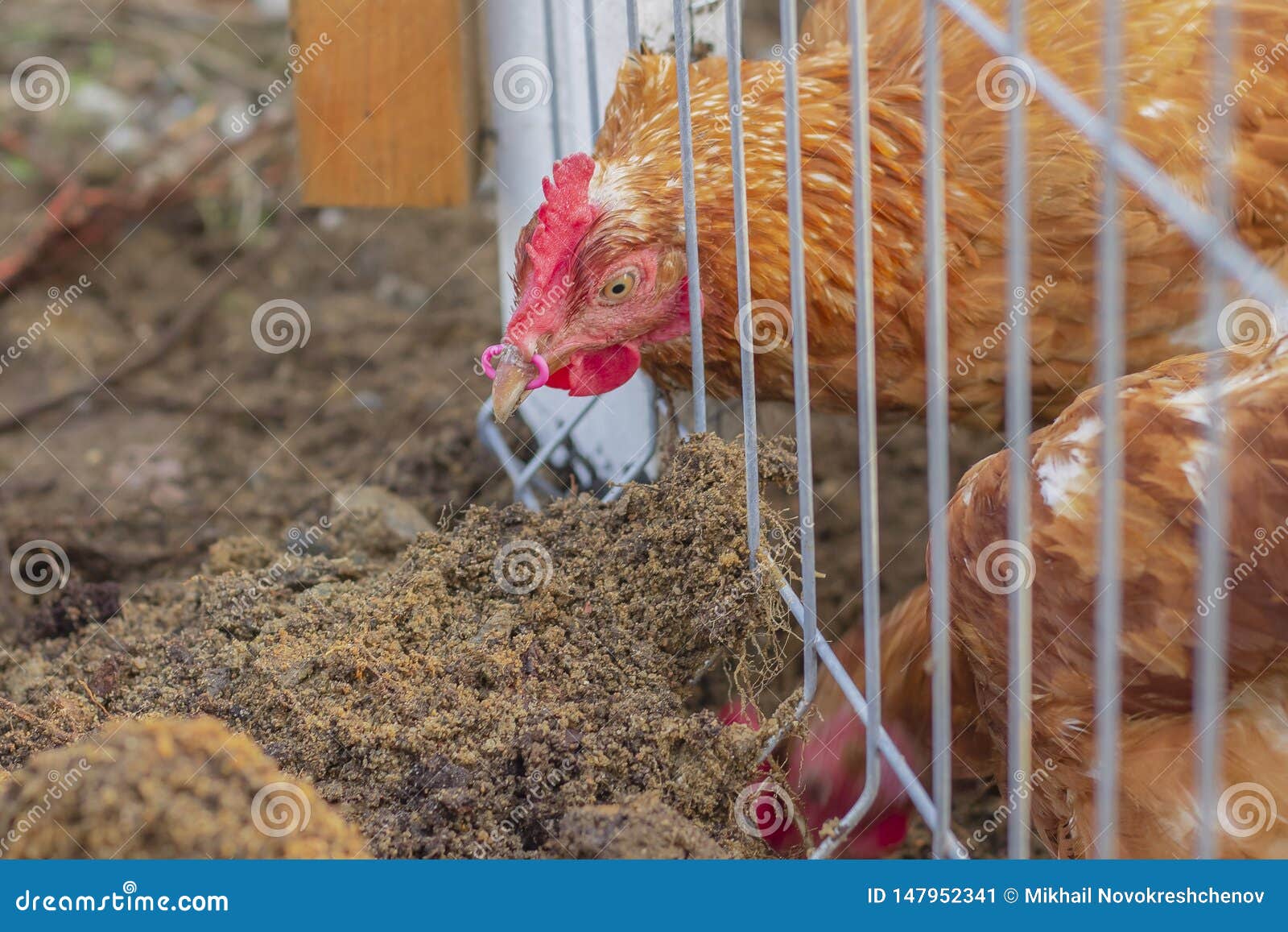 Brown Chicken with a Ring in a Beak Looks for Worms in the Earth Stock ...