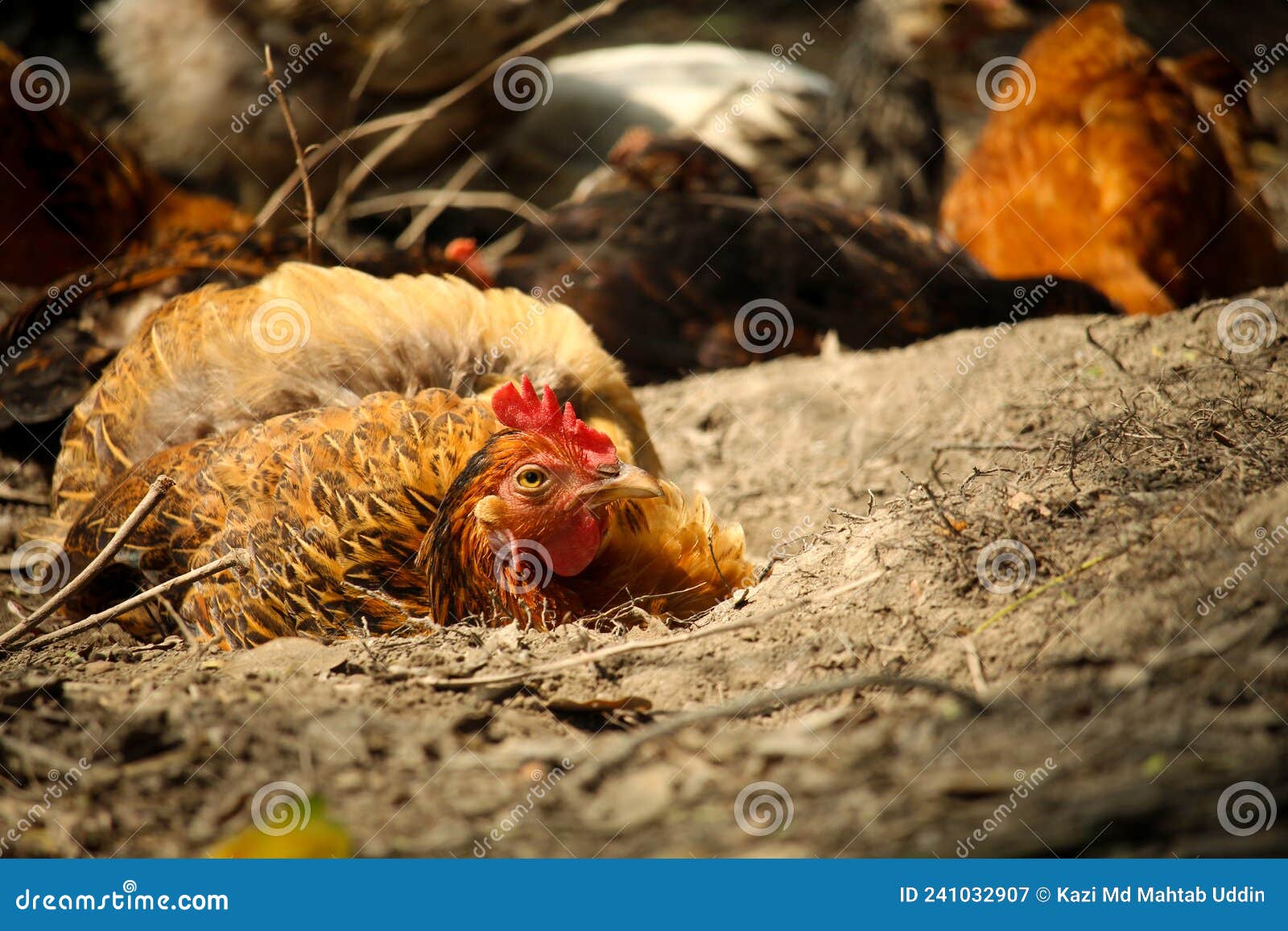 The Brown Chicken is Rolling on the Ground Stock Image - Image of cute ...