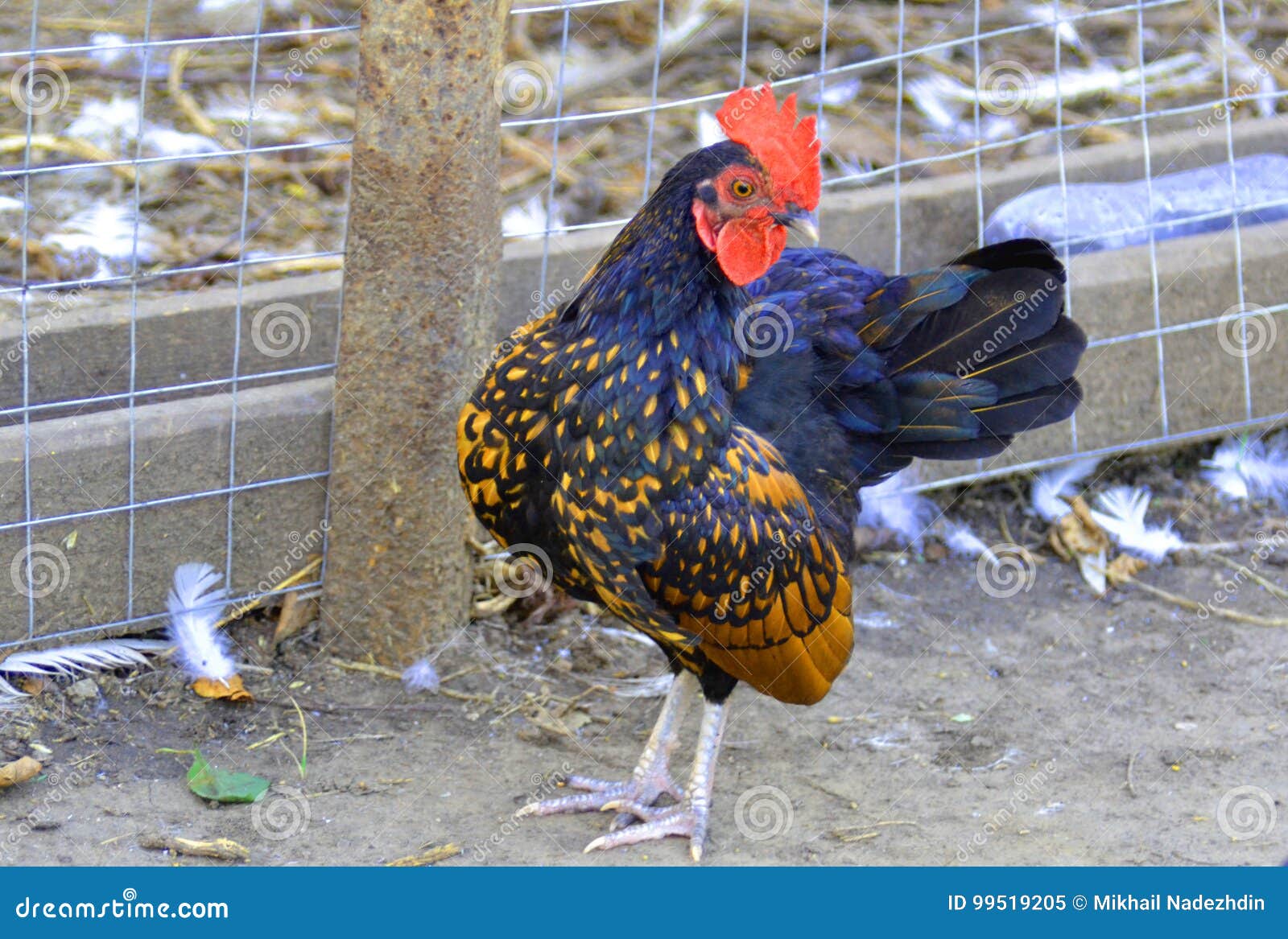 Brown Rooster Stock Images - Download 12,916 Royalty Free Photos