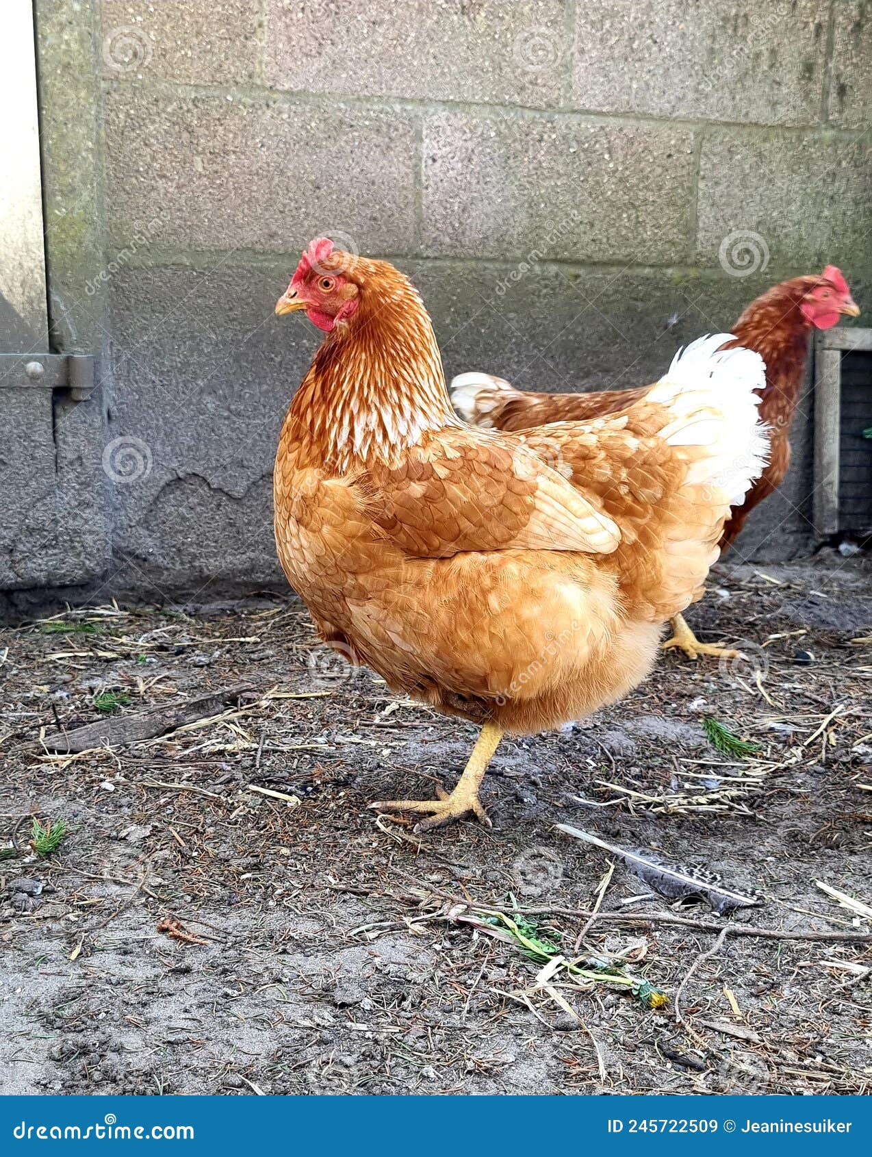 Brown Chicken Standing on One Leg Stock Image - Image of standing ...