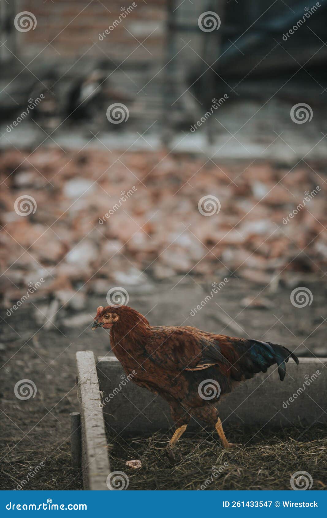 Brown Chicken Standing on Grass Stock Image - Image of park, chicken ...