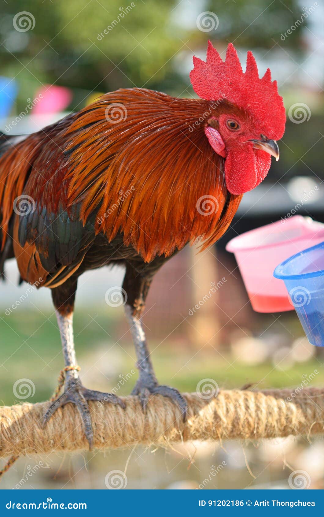 Chicken is Standing and Looking Stock Photo - Image of chick, young ...