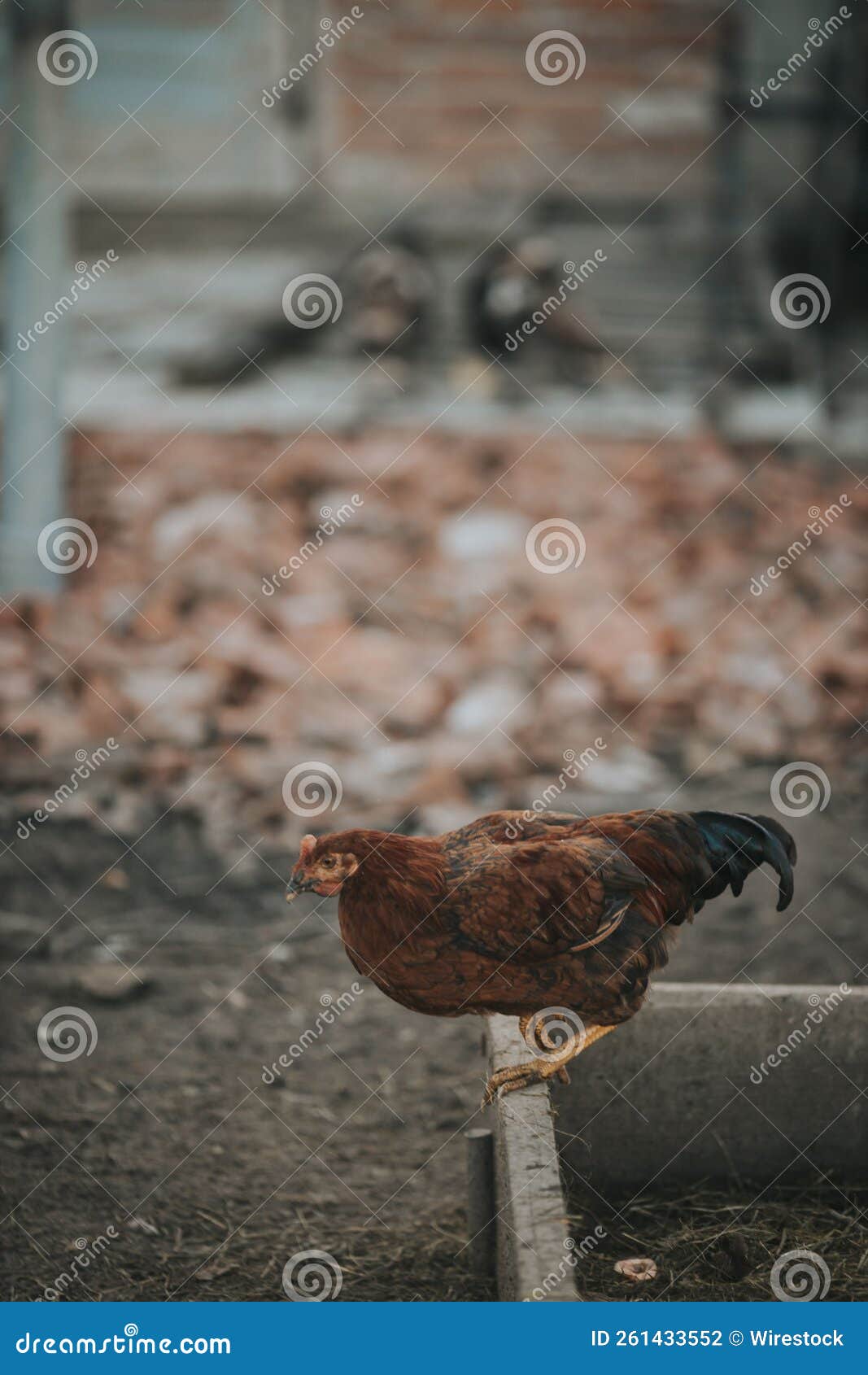 Brown Chicken Standing on Stone Stock Photo - Image of flight, looking ...