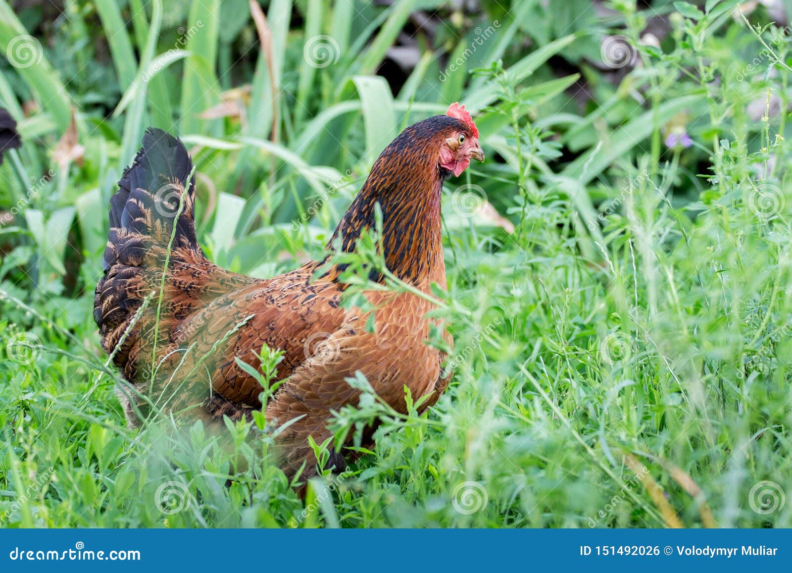 Brown Chicken among the Thick Grass Garden on the Farm_ Stock Photo ...