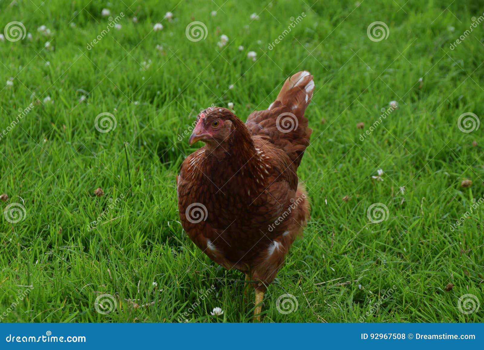 Brown Chicken Walking in the Green Grass Stock Photo - Image of ...