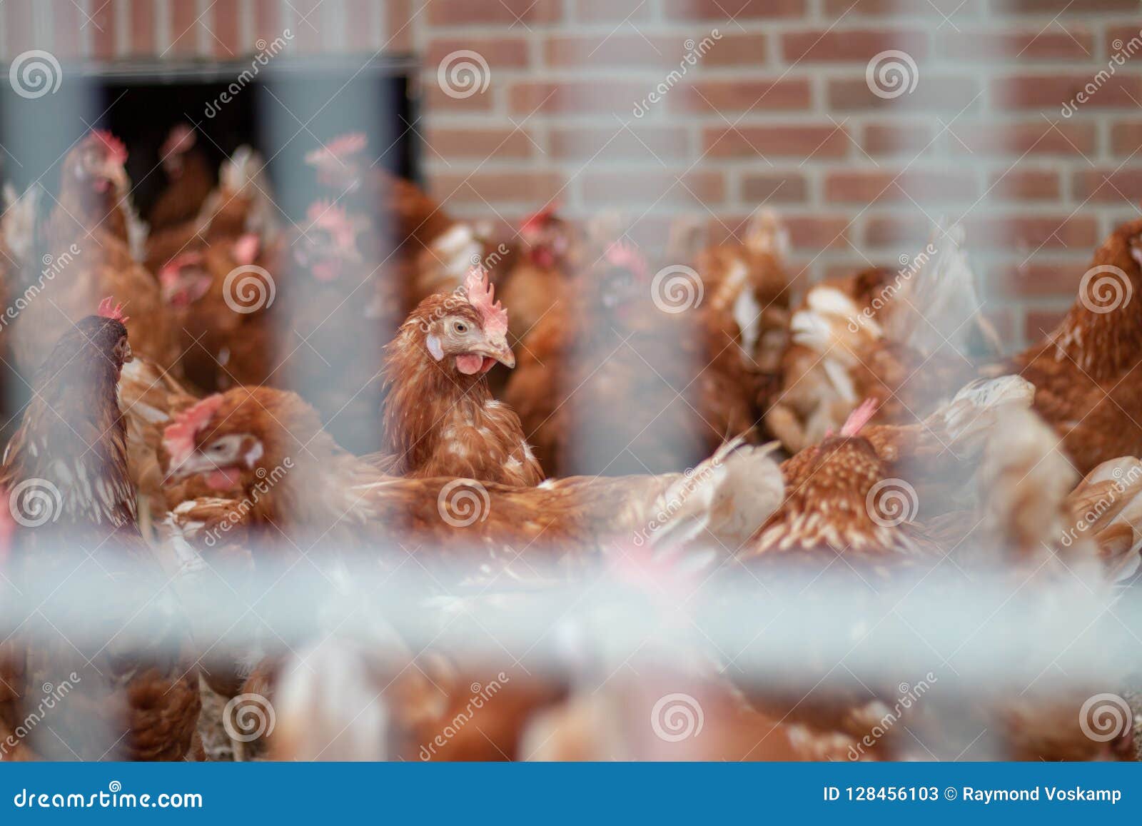 Brown Chickens on a Chicken Farm Stock Image - Image of rooster ...