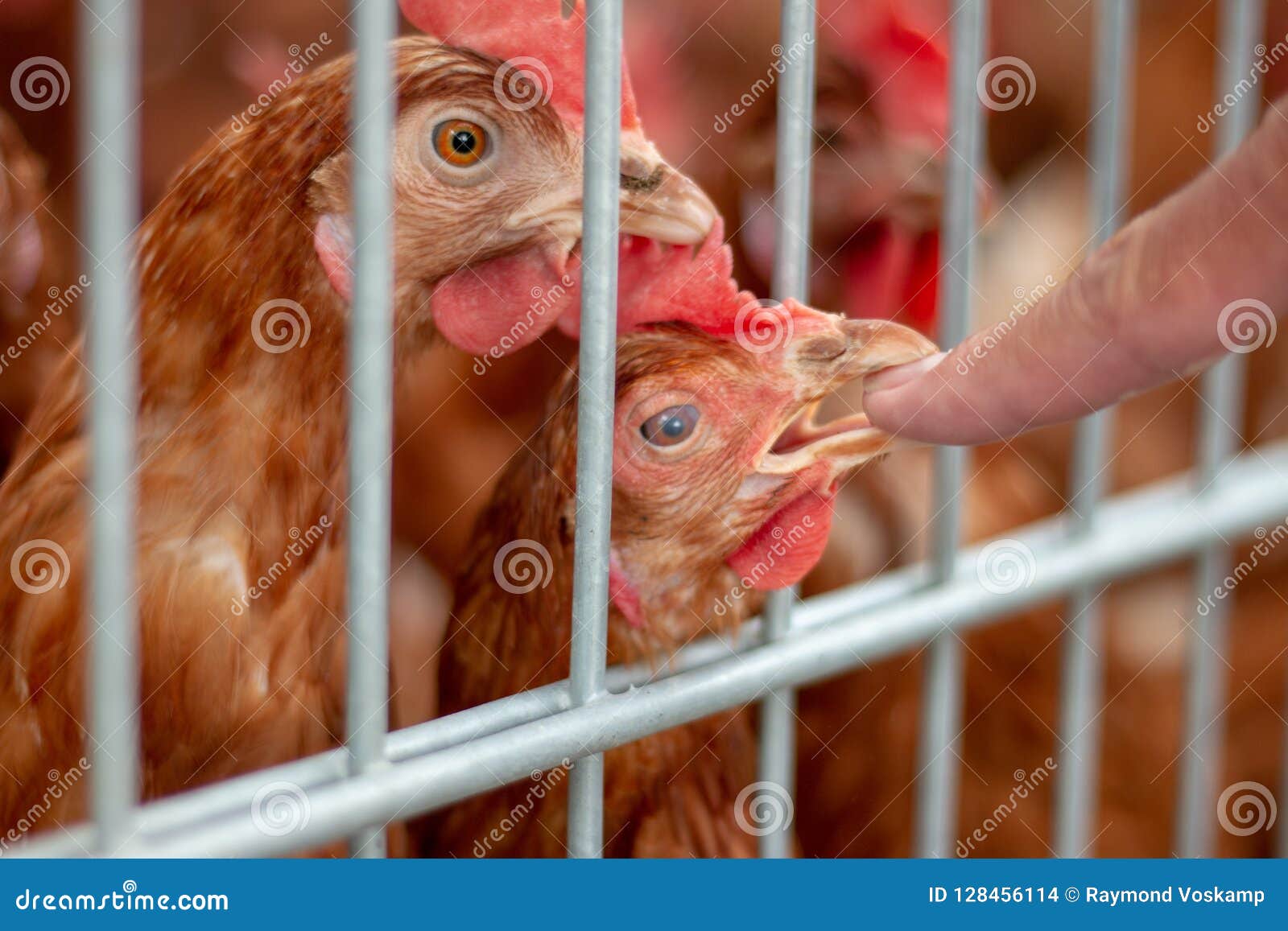Brown Chickens on a Chicken Farm Stock Photo - Image of outside, group ...