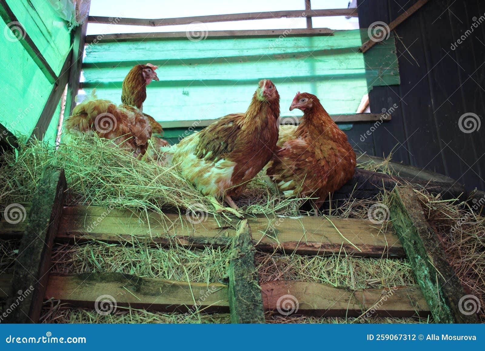 Brown Chickens on the Farm Poultry Farm Egg Veterinary Stock Photo ...