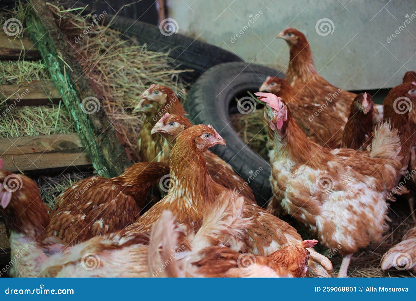 Brown Chickens on the Farm Poultry Farm Egg Veterinary Stock Image ...