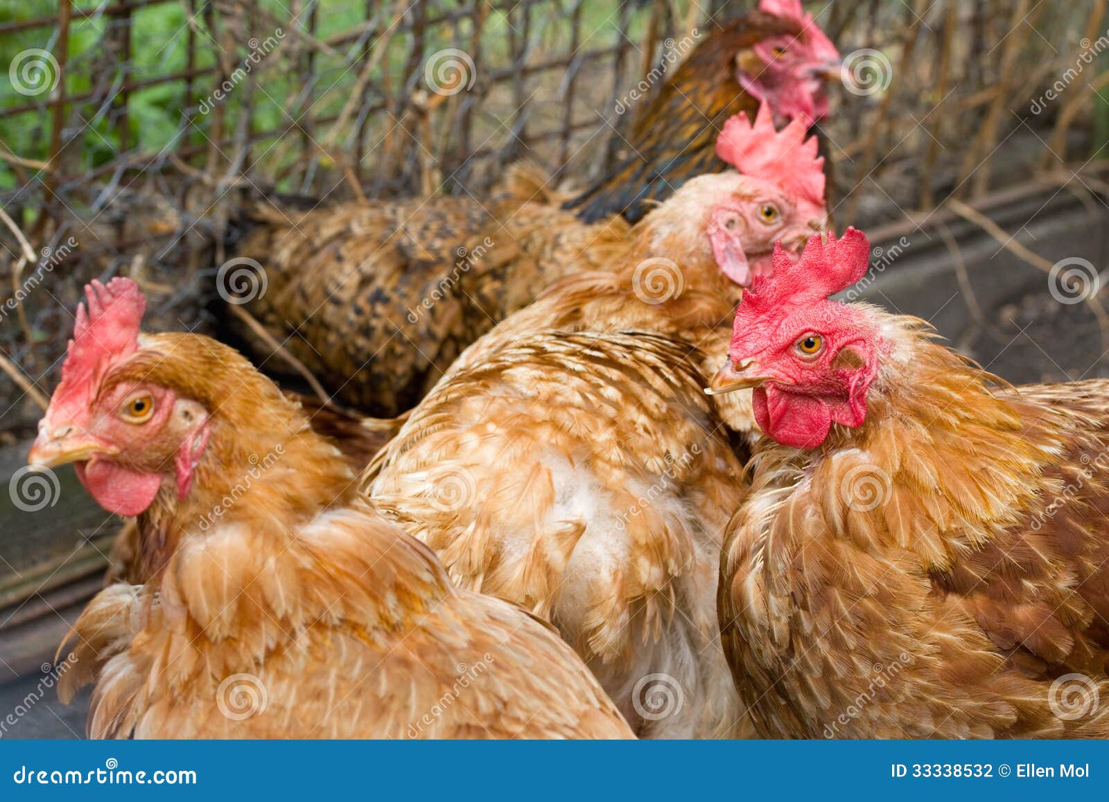 Brown chickens stock photo. Image of bird, farm, food - 33338532
