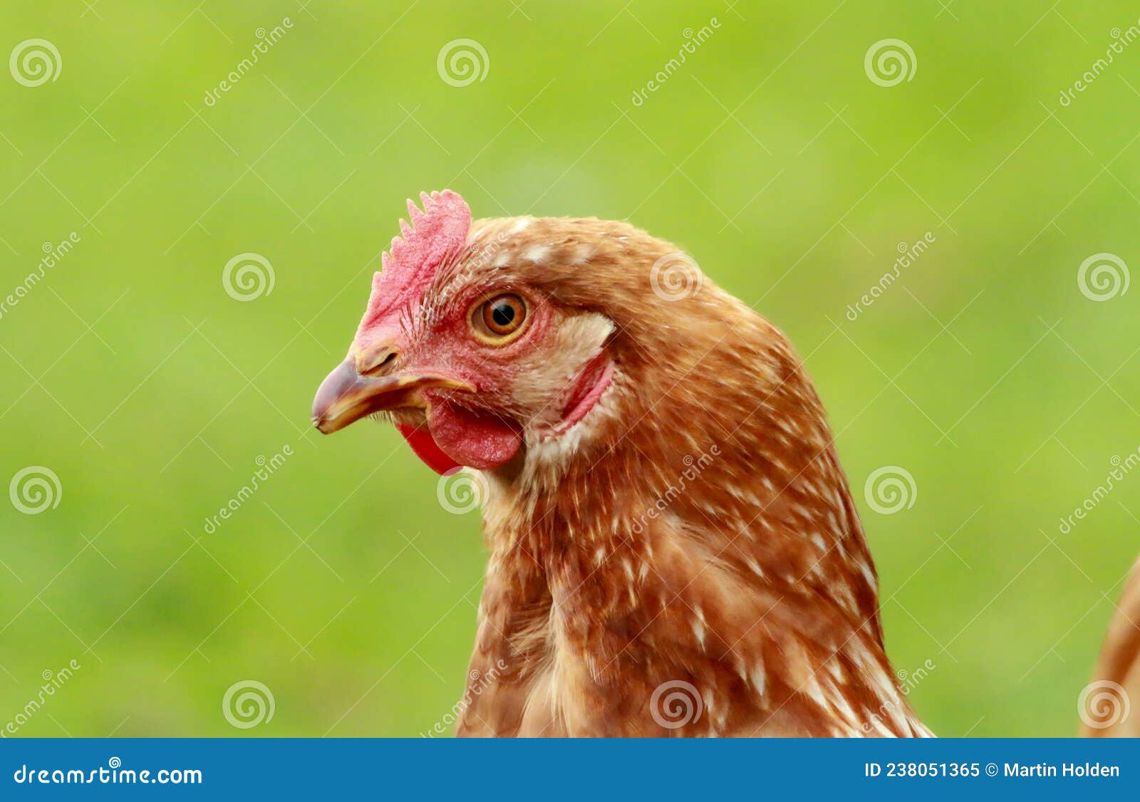 Chickens head facing left stock image. Image of pecking - 238051365