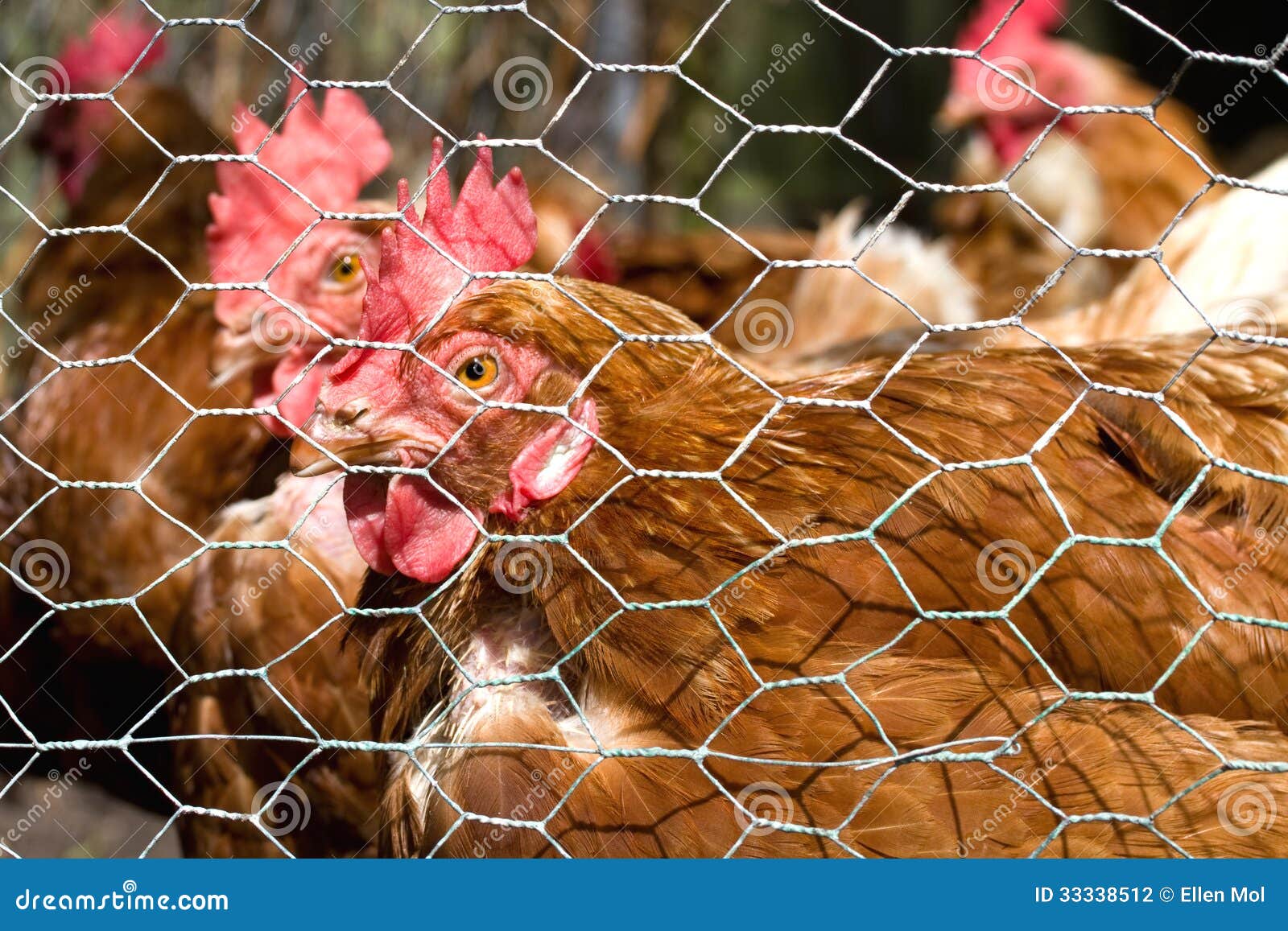Brown chickens stock photo. Image of cackle, animals - 33338512