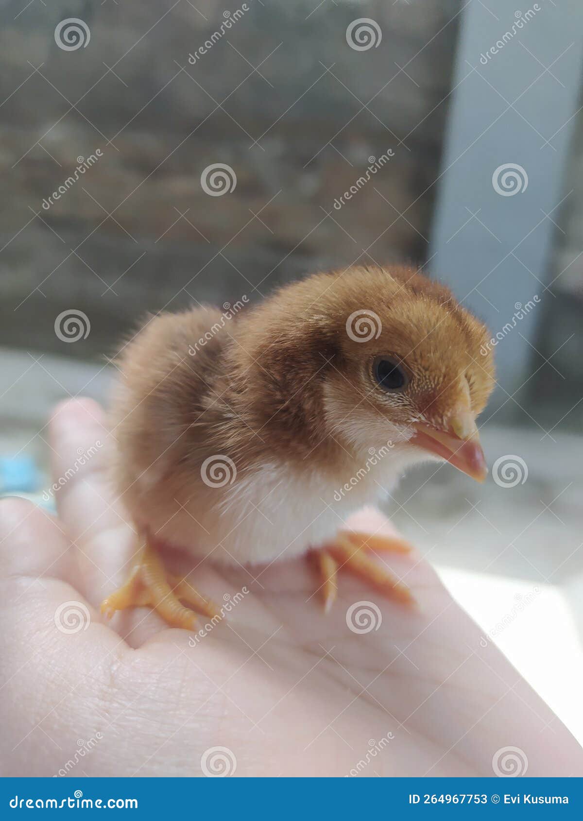The Brown Chicks Sitting on Hand Stock Image - Image of brown, chicks ...
