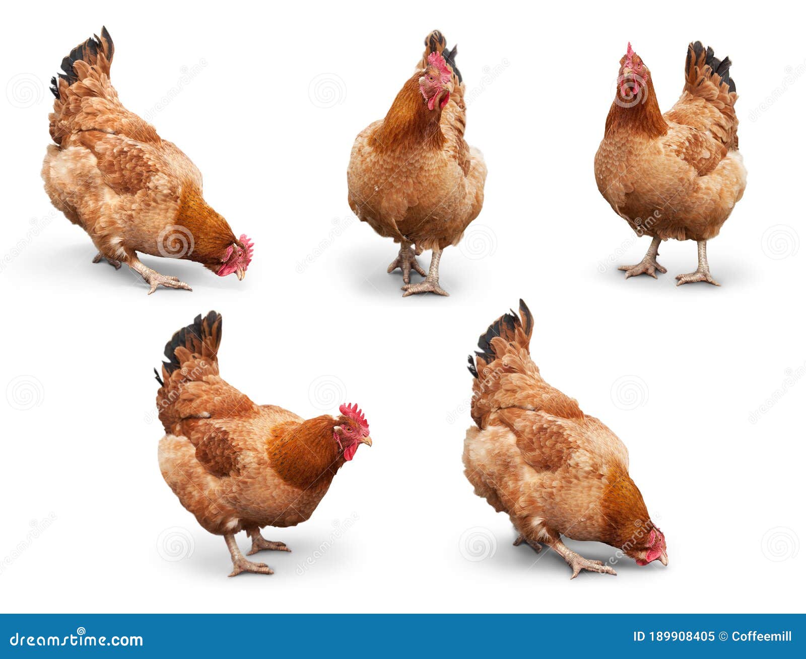 Brown Chiken Walking. Isolated Stock Image - Image of natural, bird ...