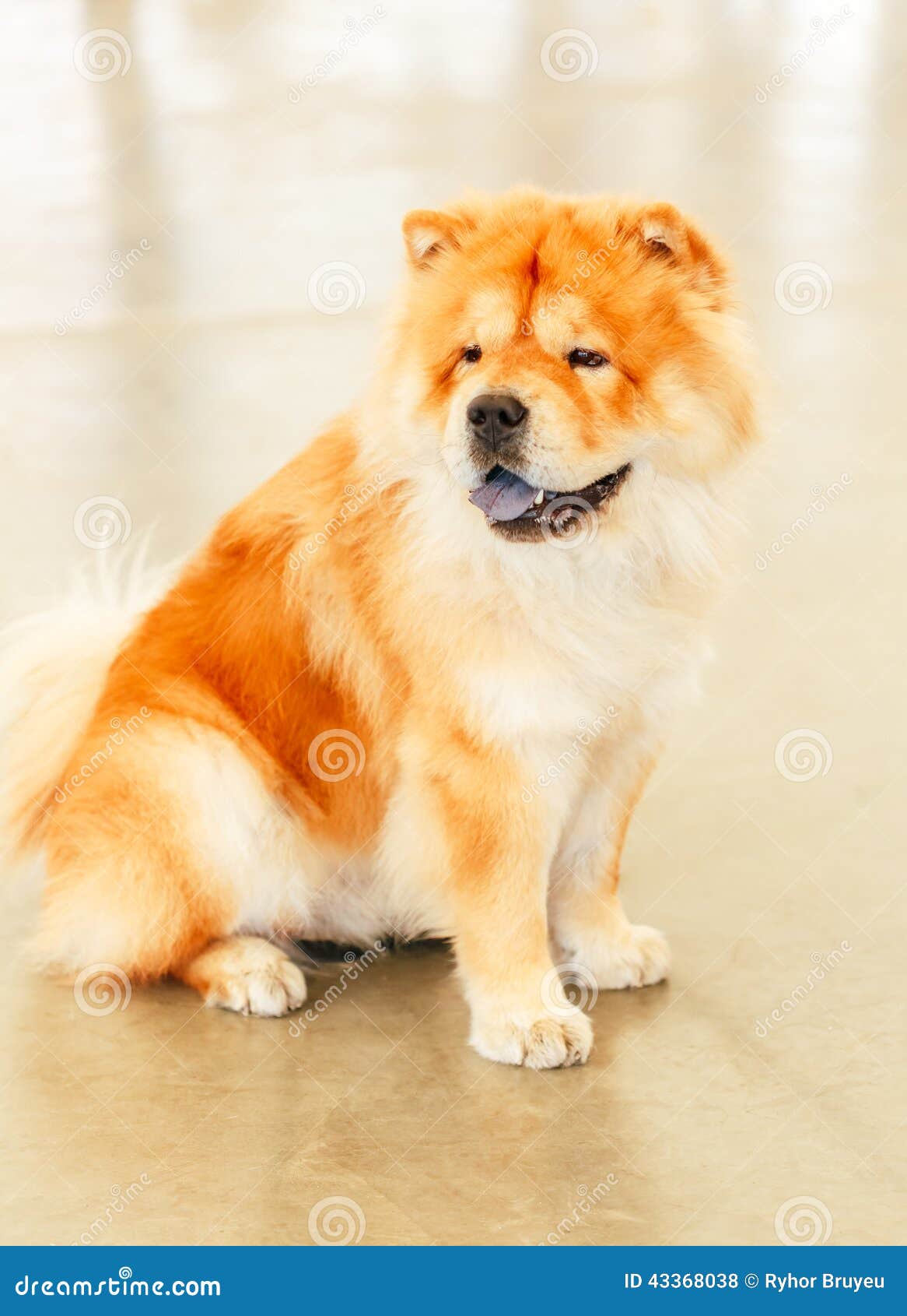 Brown Chines Chow Chow Dog stock photo. Image of chow - 43368038