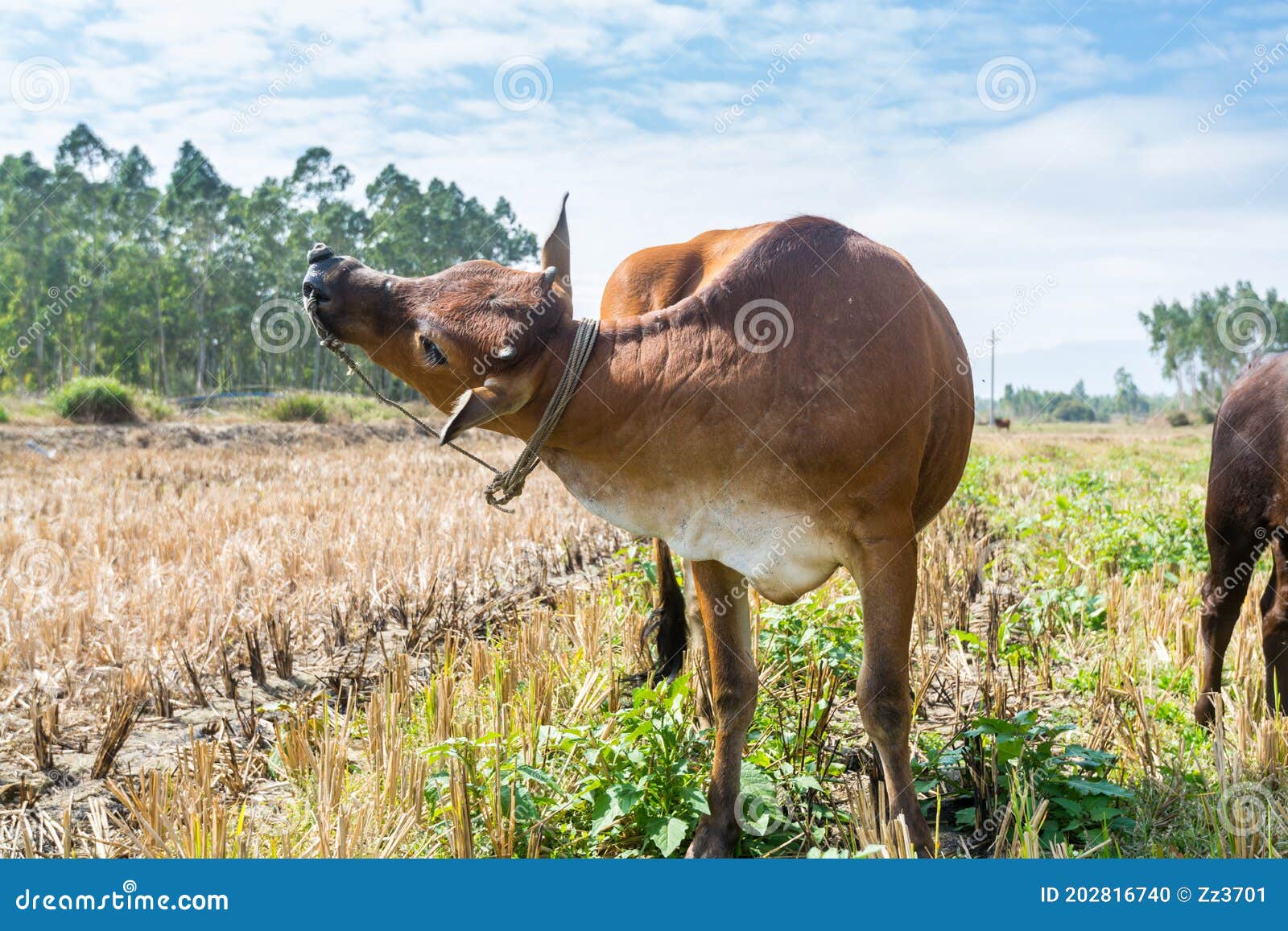 A Brown Chinese Cow Scratching Its Head with Feet Stock Photo - Image ...
