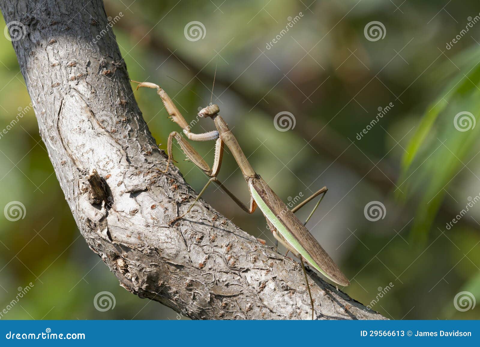 Preying Mantis Stock Image | CartoonDealer.com #5724031