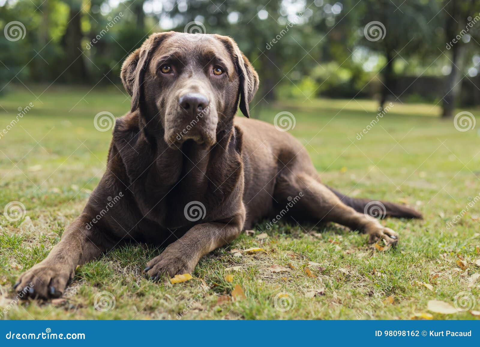 Brown Chocolate Labrador Dog Stock Photo - Image of animal, hairy: 98098162