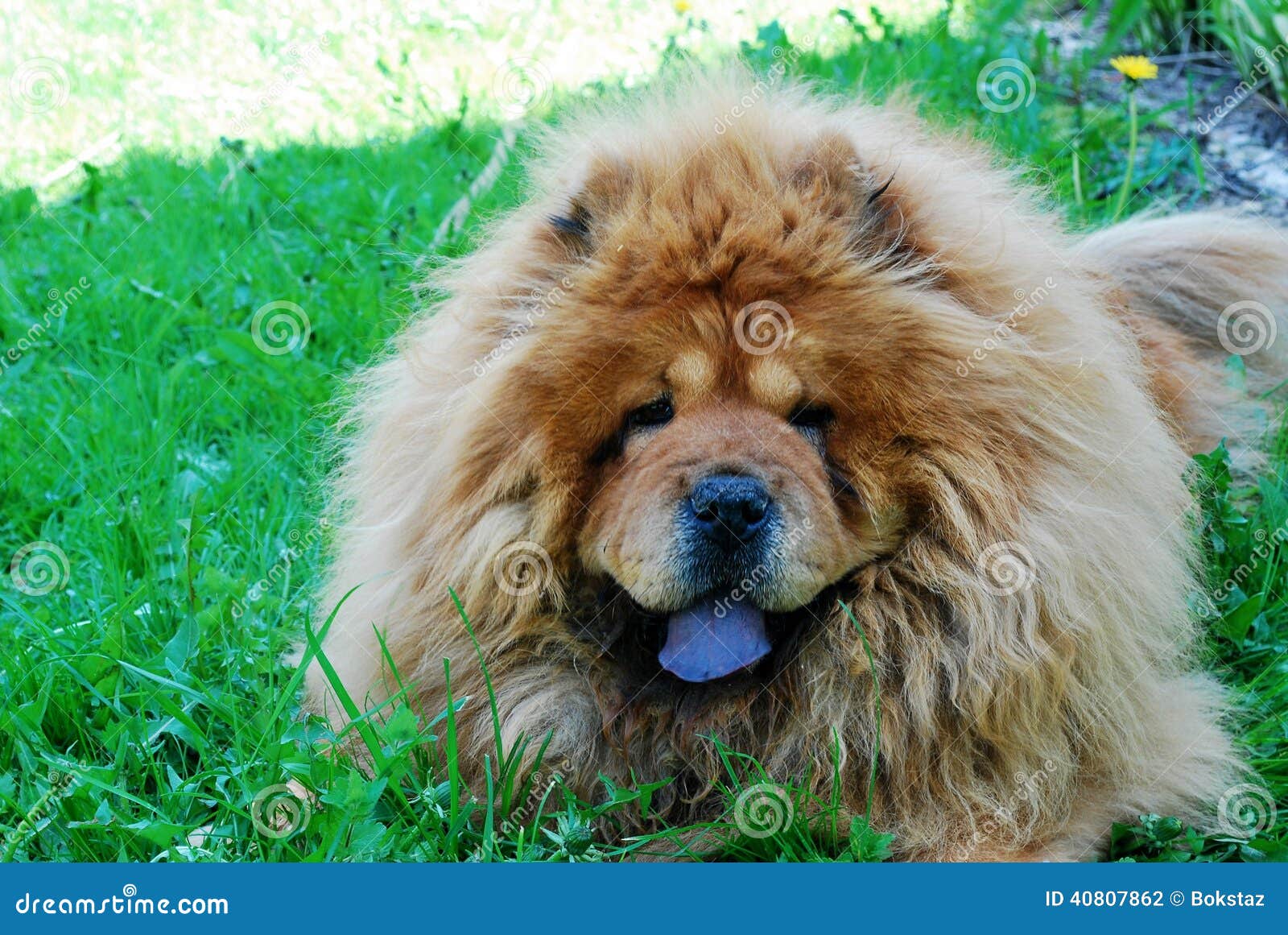 Brown Chow Chow Dog in the Green Grass Stock Photo - Image of grass ...