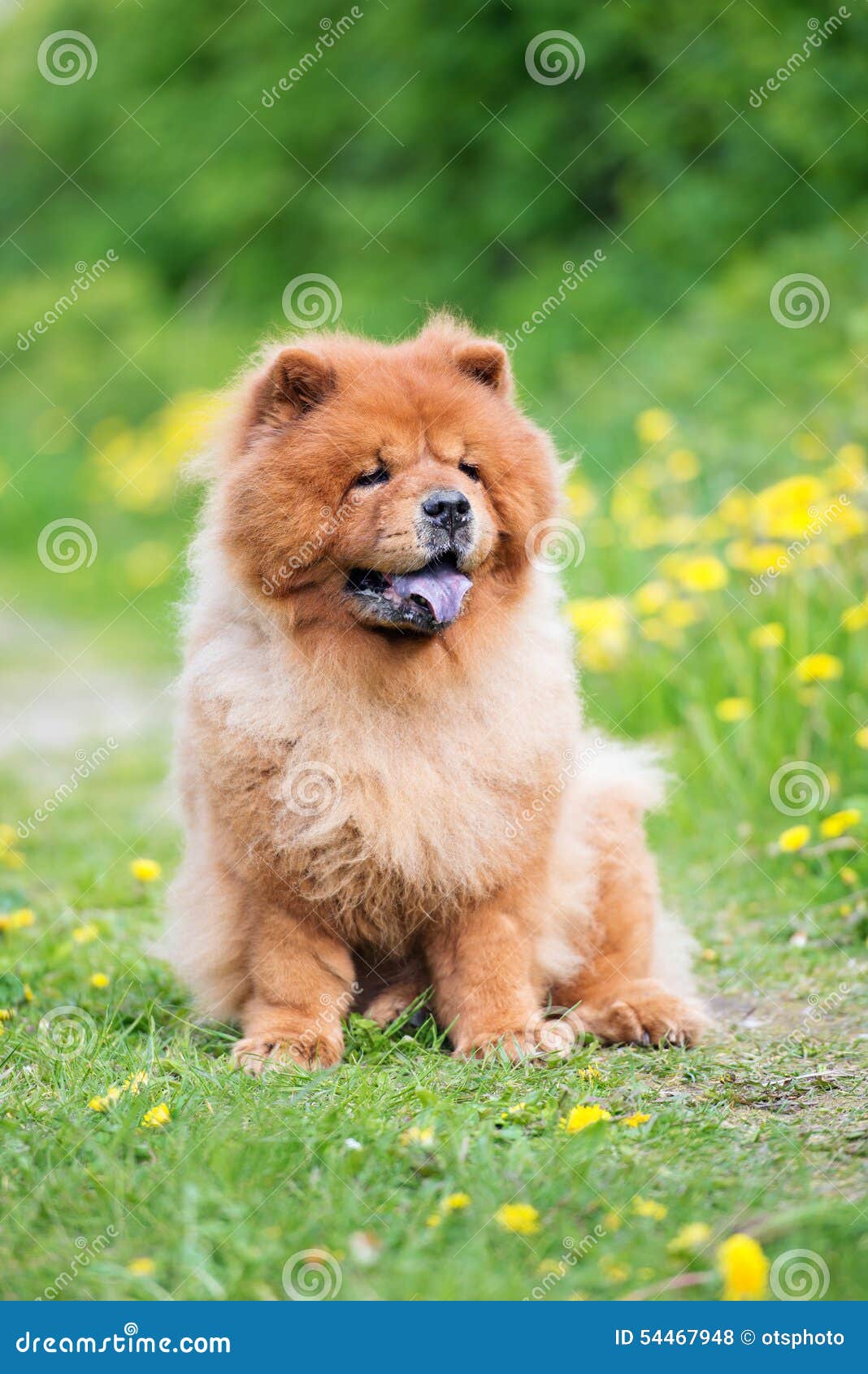 Brown Chow Chow Dog Sitting Outdoors Stock Photo - Image of color ...