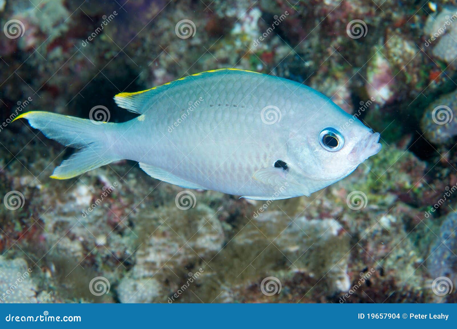 Brown Chromis stock photo. Image of beach, angelfish - 19657904