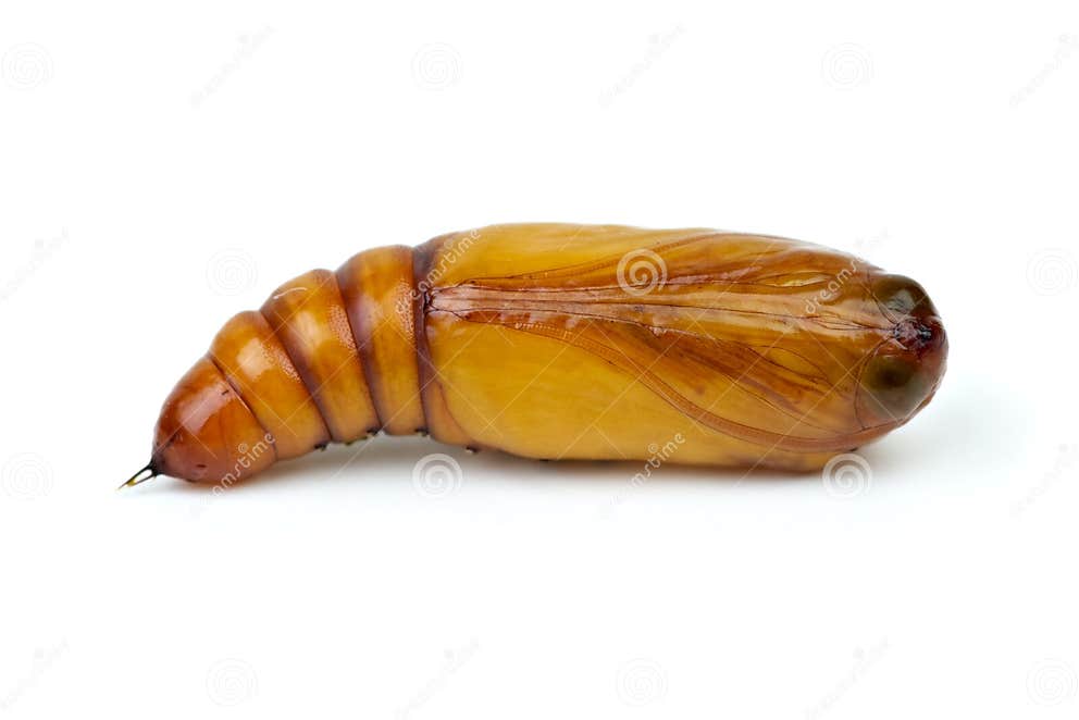 Brown chrysalis close-up stock image. Image of insect - 11718737