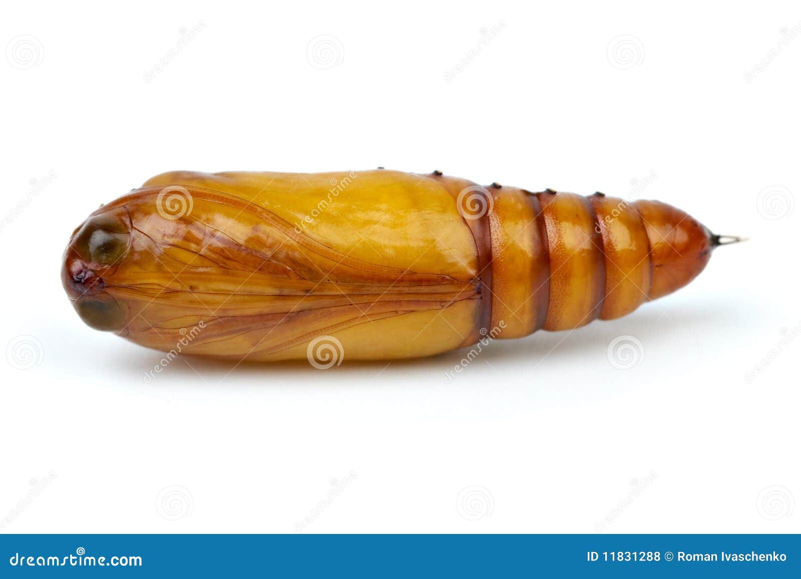 Brown chrysalis close-up stock photo. Image of macro - 11831288