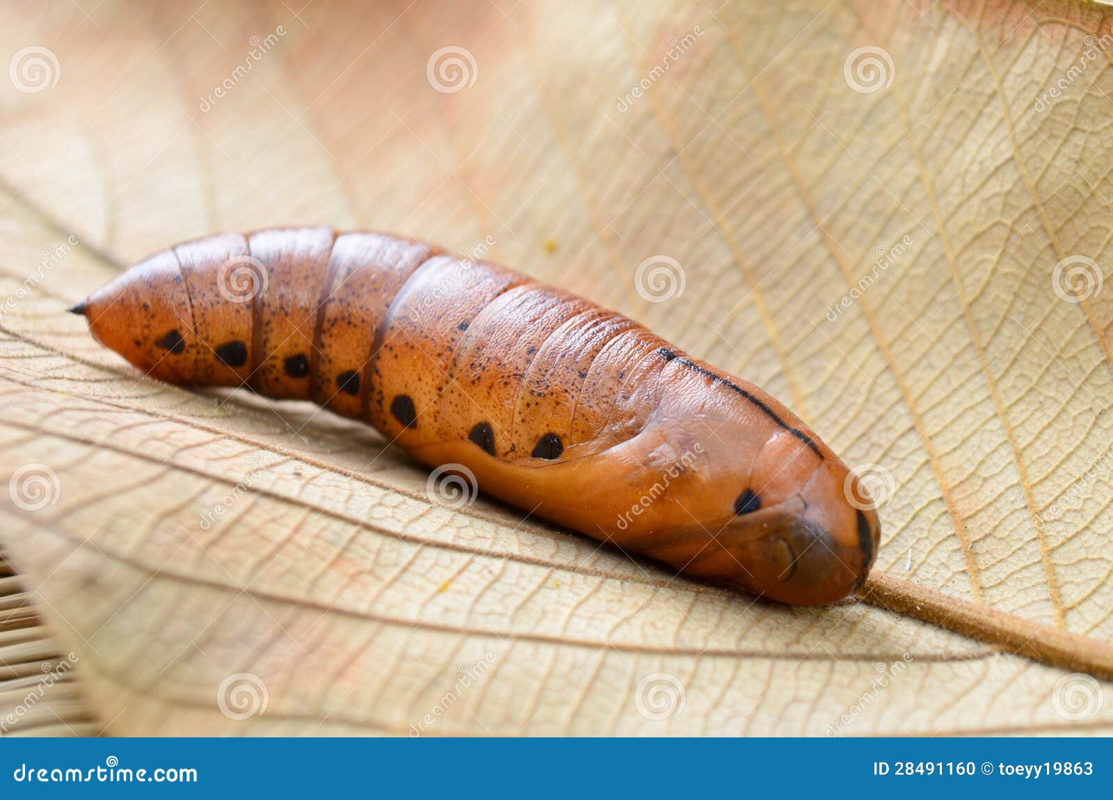 7,389 Chrysalis Photos - Free & Royalty-Free Stock Photos from Dreamstime