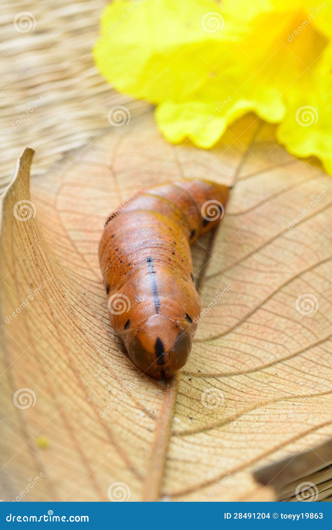 Brown Chrysalis on Dry Leaf Stock Photo - Image of full, animal: 28491204