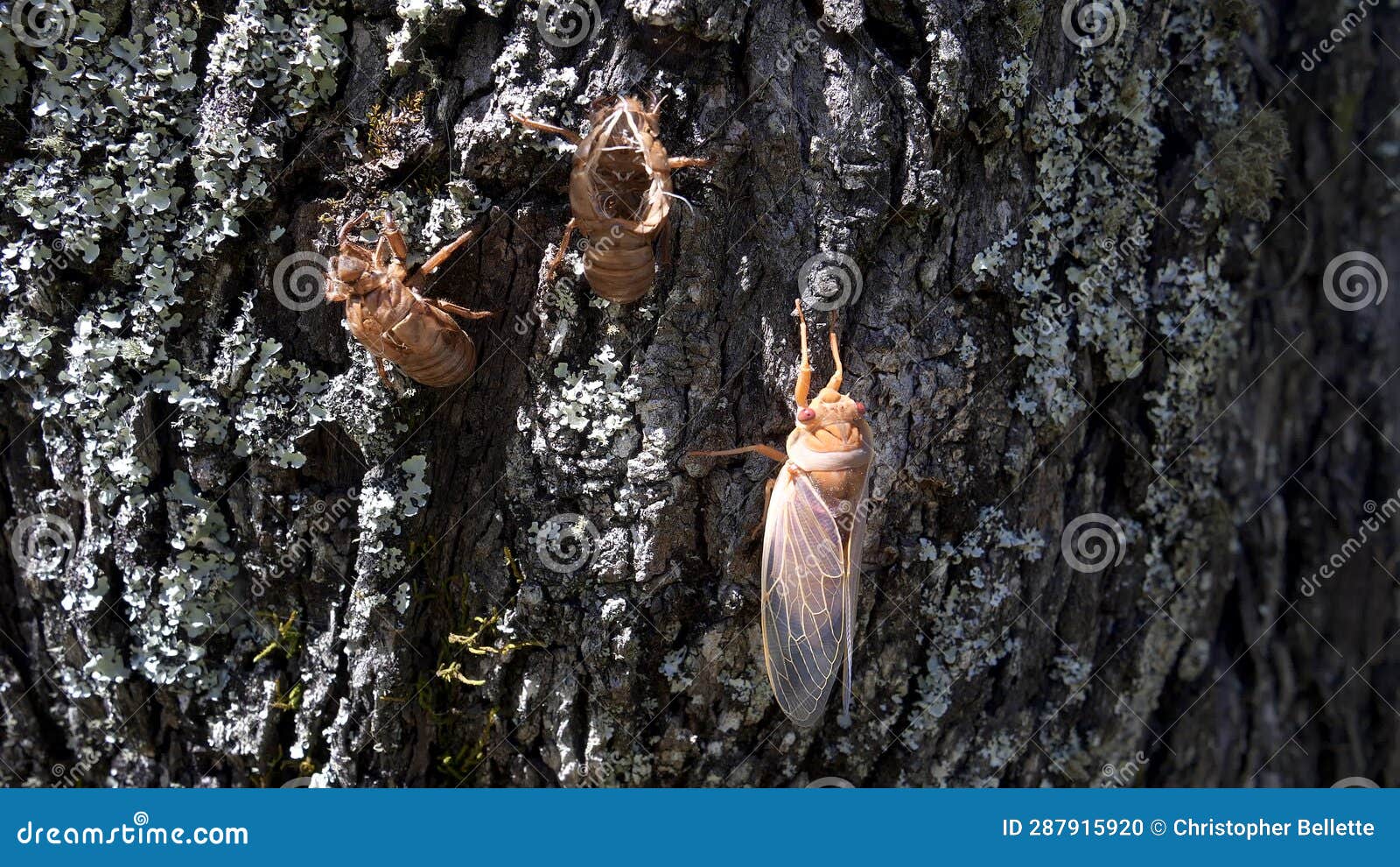Brown Cicada beside Shell it Emerged from Stock Footage - Video of born ...