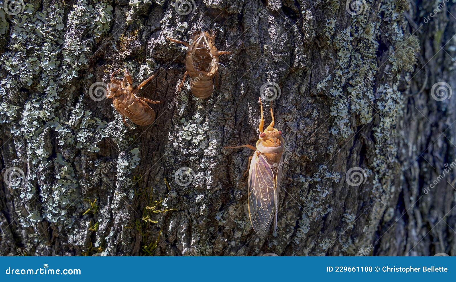Brown Cicada beside Shell it Emerged from Stock Photo - Image of ...