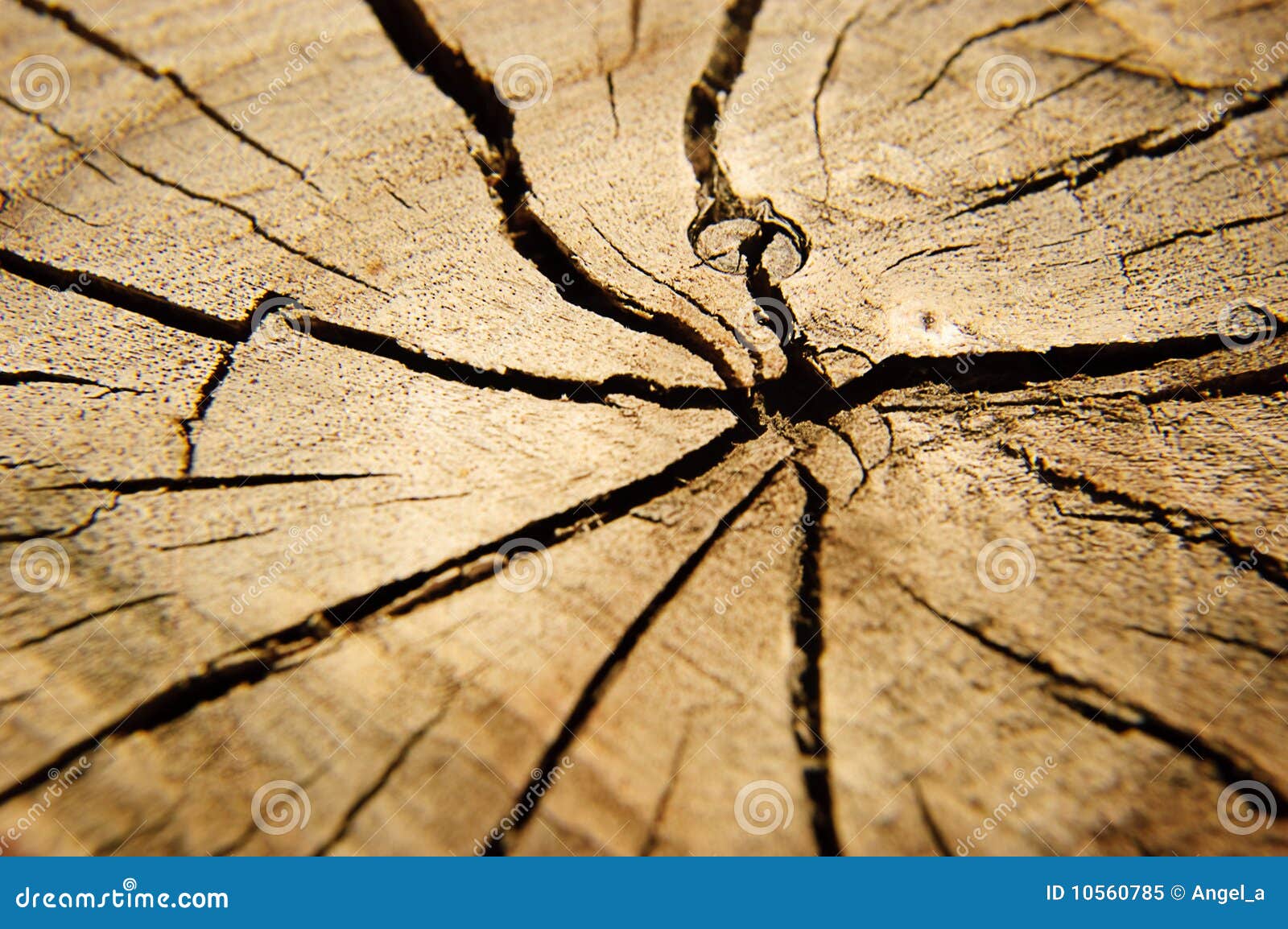 Brown Circular Cross Section of Tree Stock Image - Image of shape ...