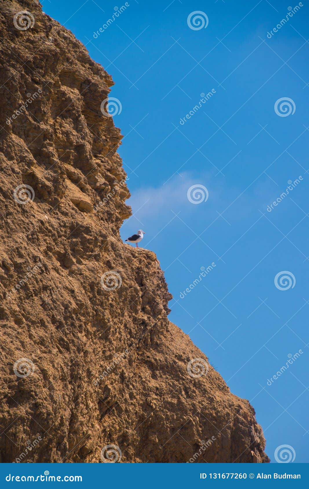 Brown Cliff Rock Formation with Ledge with Seagull Standing on Ledge ...