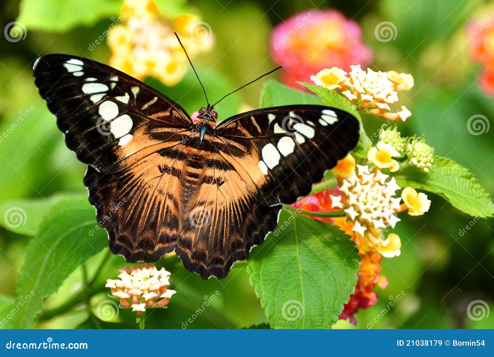 Brown Clipper Butterfly stock image. Image of pink, wings - 21038179