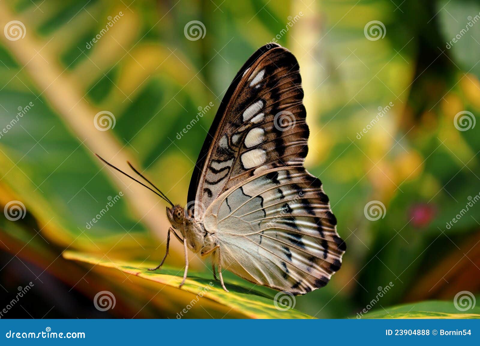 Brown Clipper Butterfly stock photo. Image of gardens - 23904888