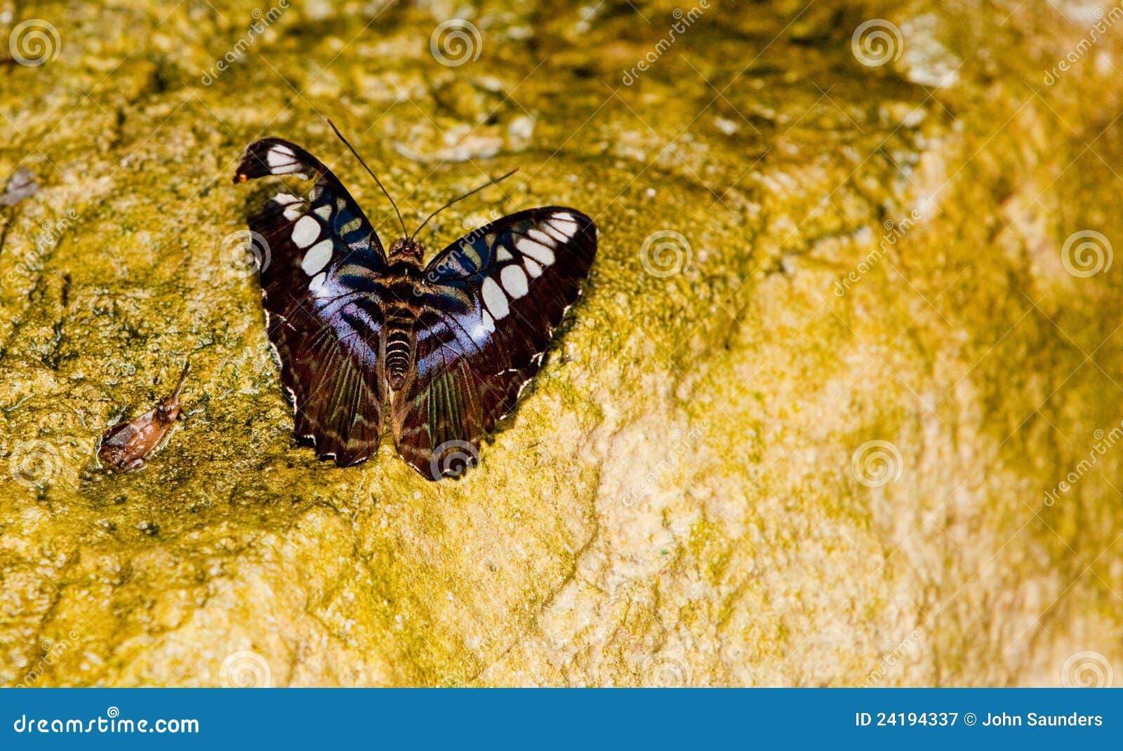 Brown Clipper Butterfly stock image. Image of wings, insect - 24194337