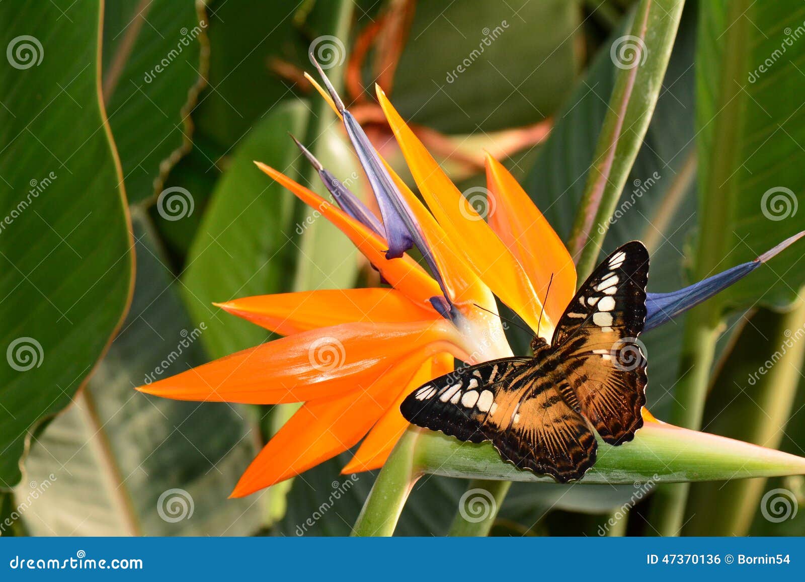 Brown Clipper Butterfly Royalty-Free Stock Photo | CartoonDealer.com ...
